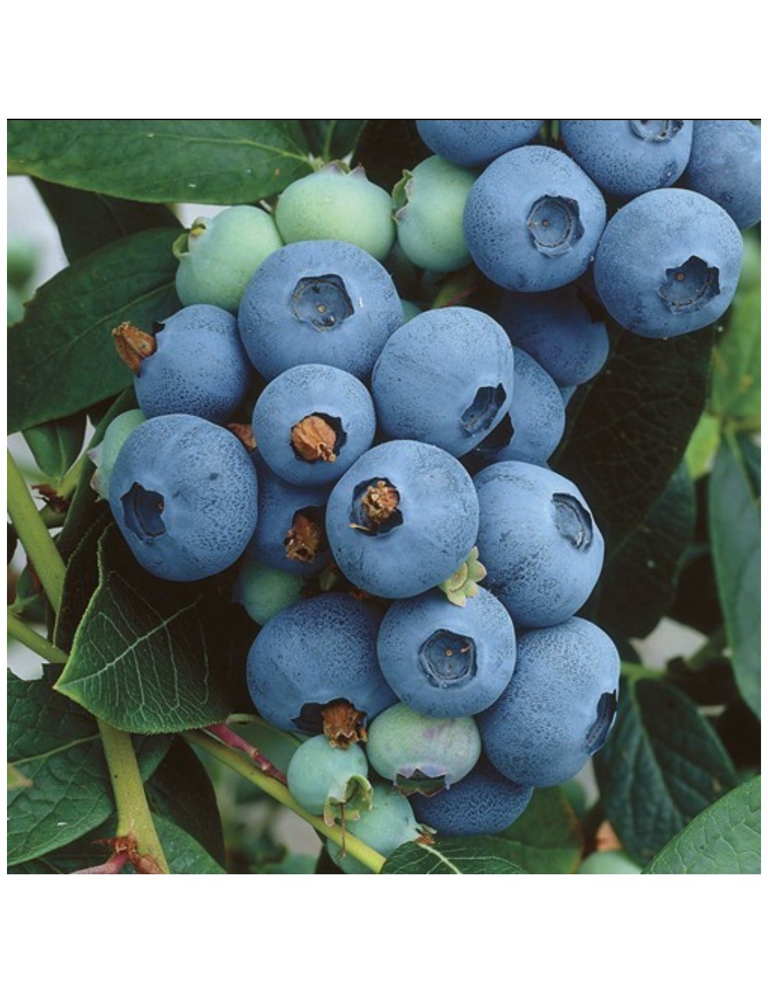 Afin Canadian - Pepiniera Cornesti