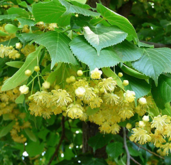 Tei - Pepiniera Cornesti