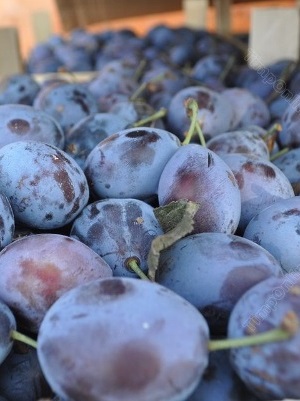 Prun Bistrita - Pepiniera Cornesti